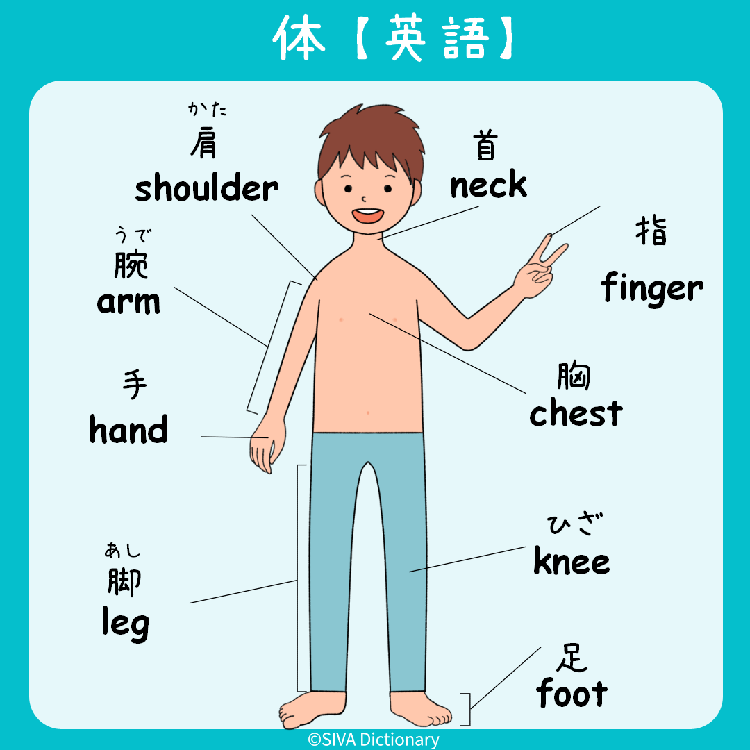 【体・顔】イラストで学ぶ英語 Siva Dictionary English